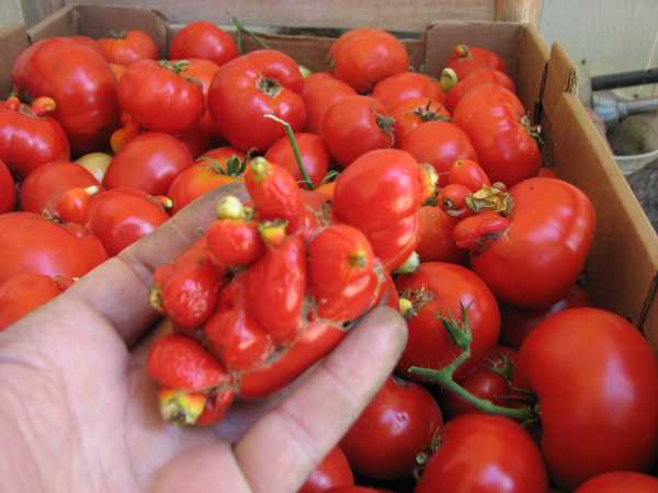 Pictures of deformed tomatoes gets the key : r/CircleofTrust